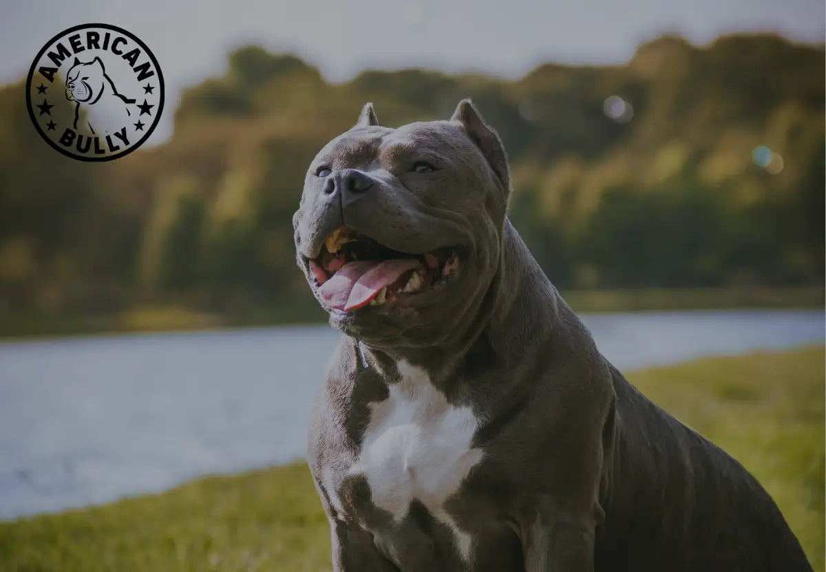How to Find the Right Pet Trainer for You & Your American Bully